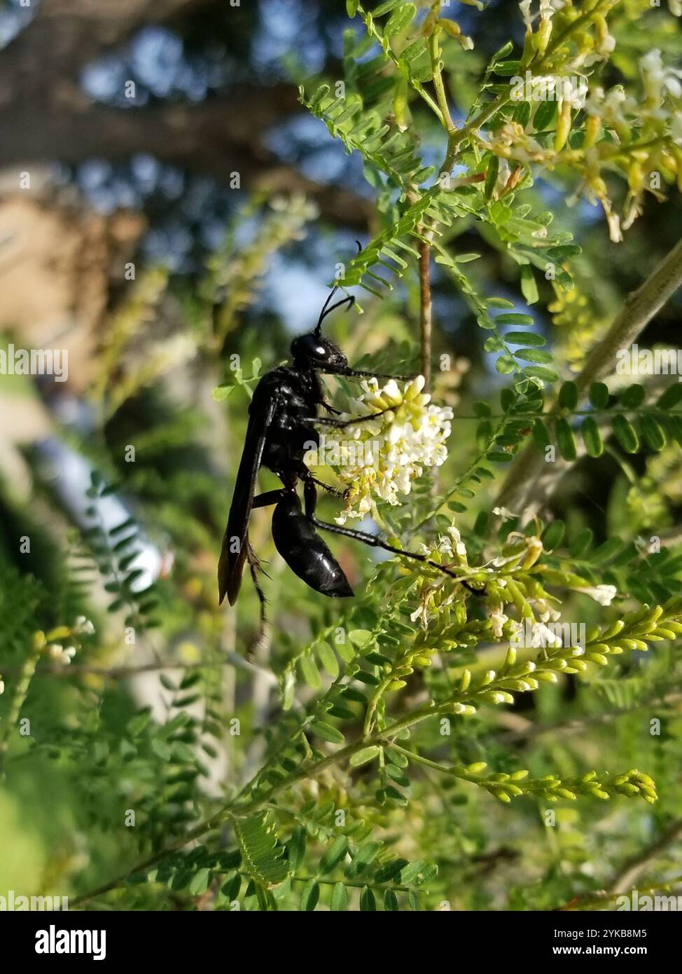 Great Black Digger Wasp (Sphex pensylvanicus Stock Photo - Alamy