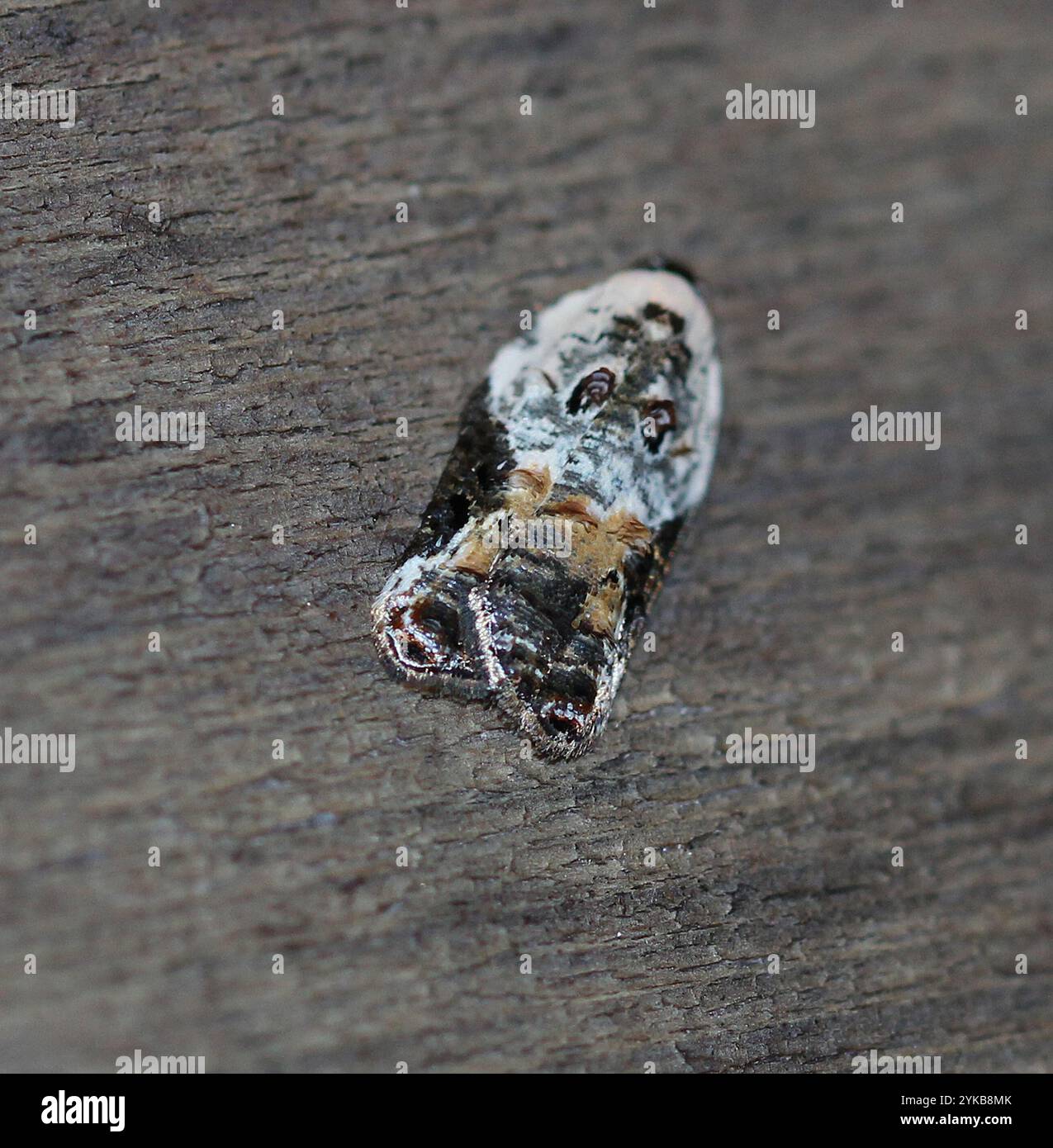 Snowy-shouldered Acleris Moth (Acleris nivisellana Stock Photo - Alamy
