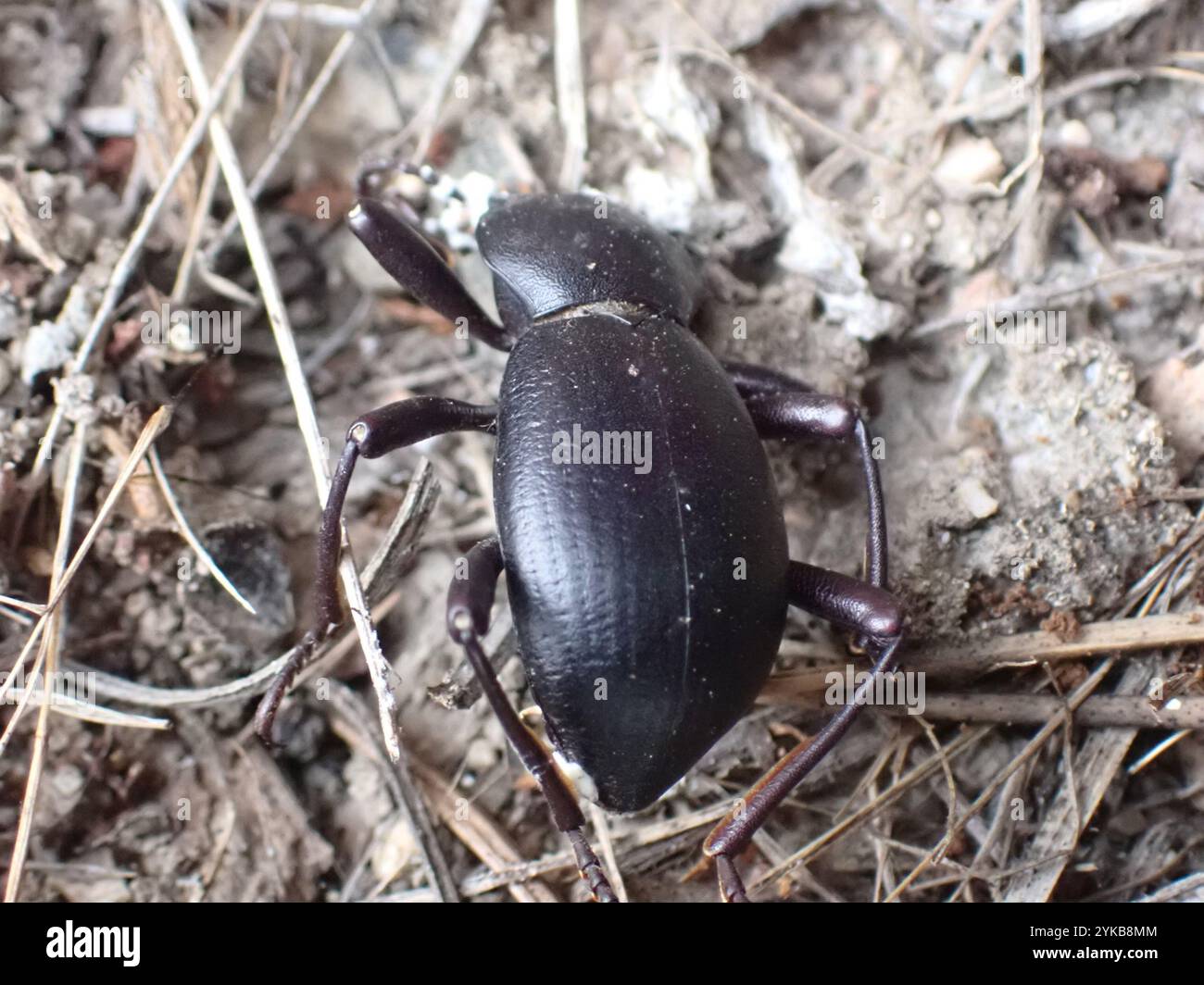 California Broad-necked Darkling Beetle (Coelocnemis dilaticollis Stock ...