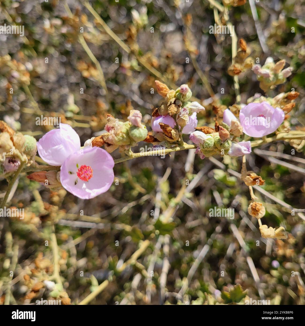 southern coastal bushmallow (Malacothamnus fasciculatus Stock Photo - Alamy
