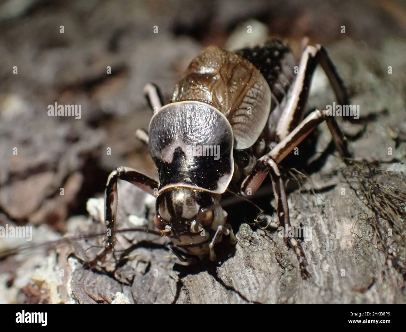 Great Grig (Cyphoderris monstrosa Stock Photo - Alamy