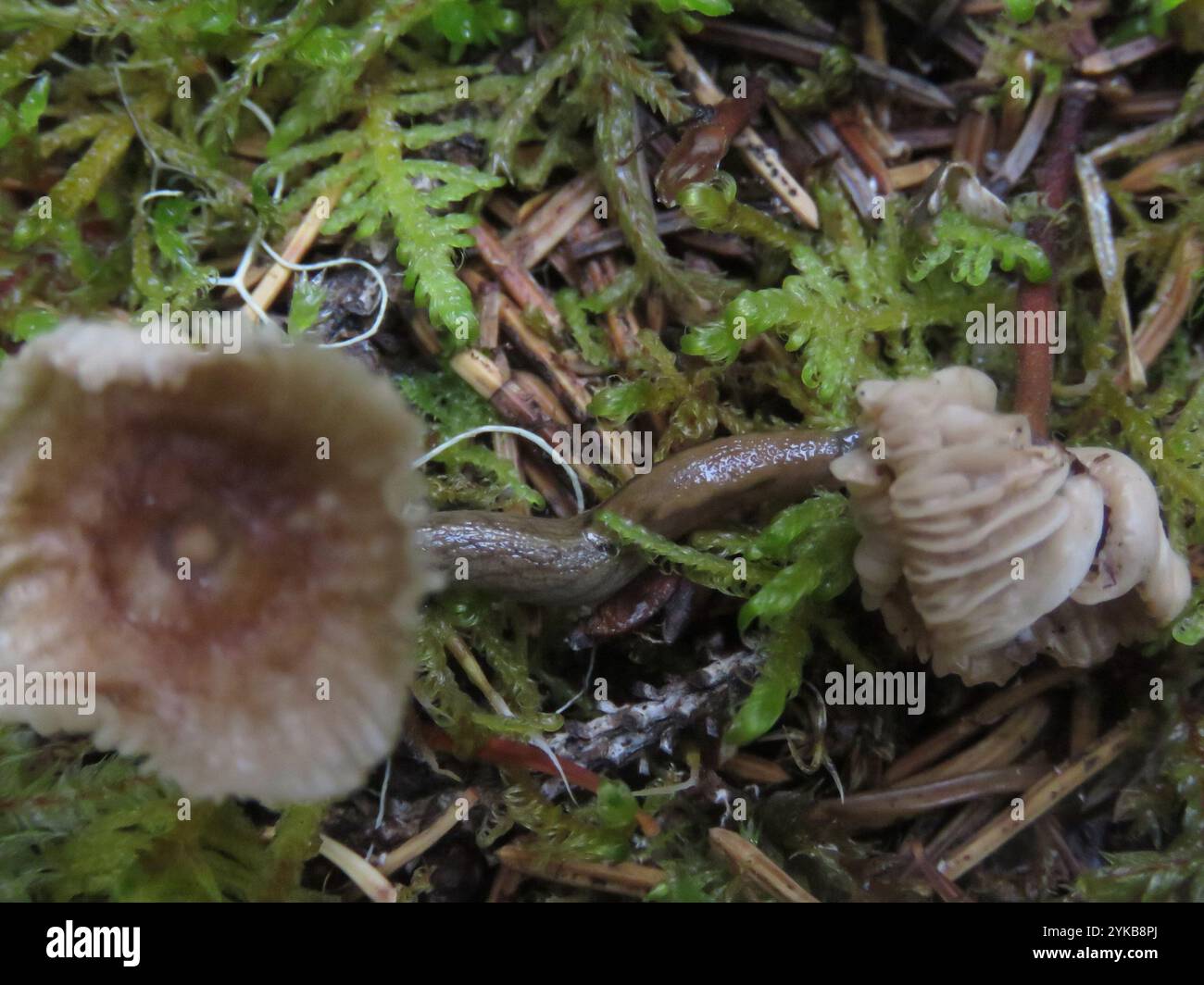 Reticulate Taildropper (Prophysaon andersonii Stock Photo - Alamy