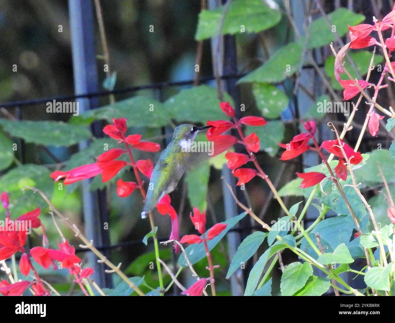 Ruby-throated Hummingbird (Archilochus colubris Stock Photo - Alamy