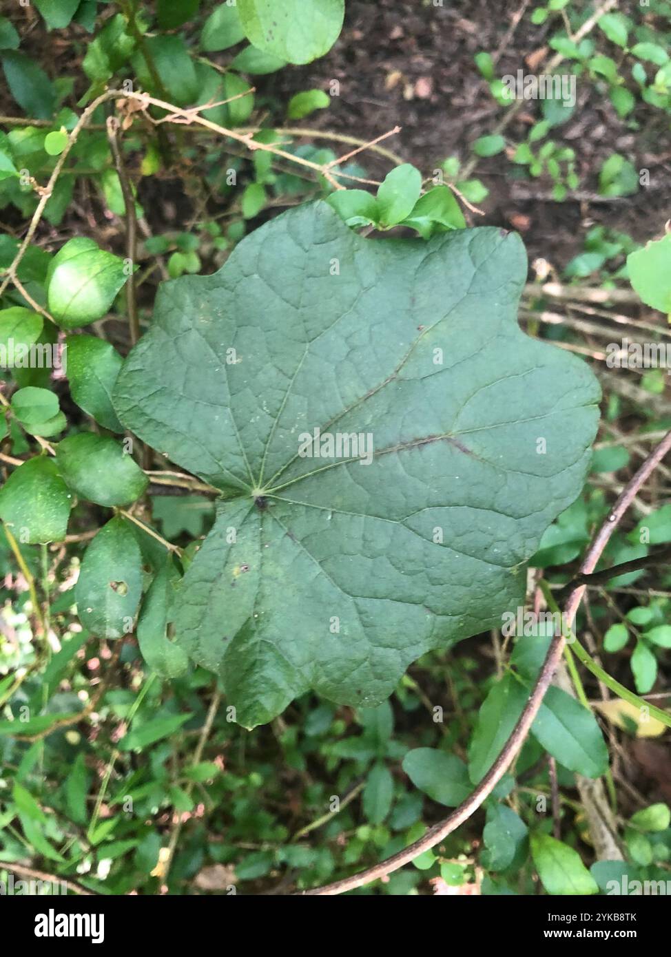 moonseed (Menispermum canadense Stock Photo - Alamy