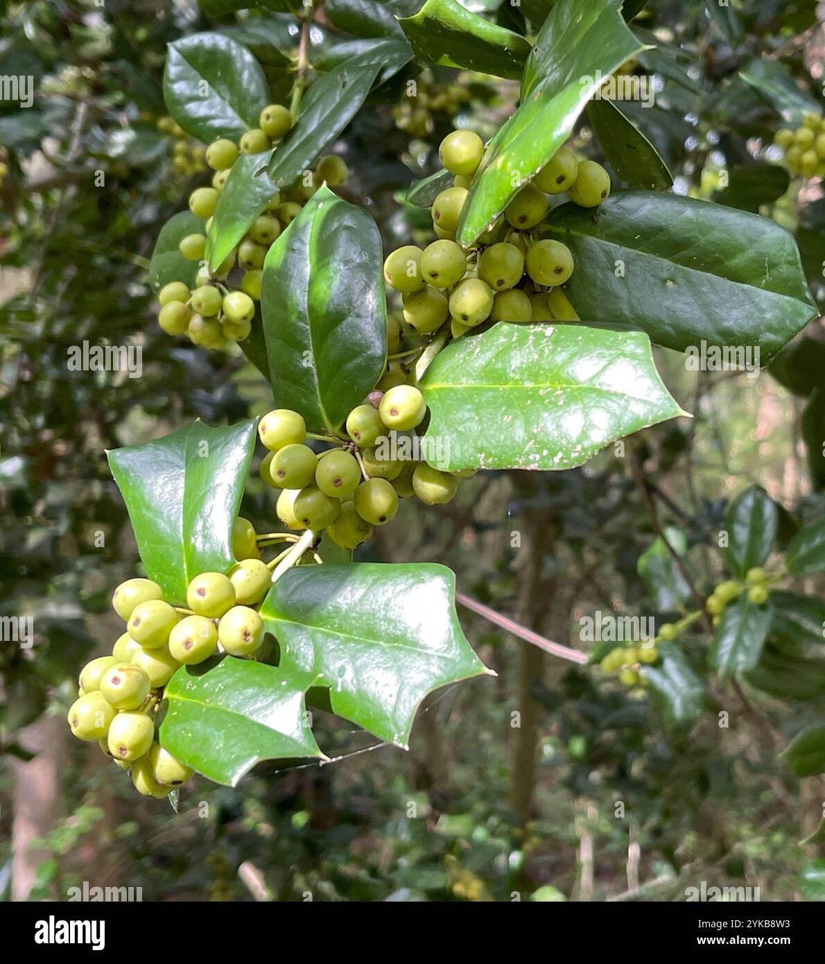 Stunning Ilex Cornuta Chinese Holly Pictures