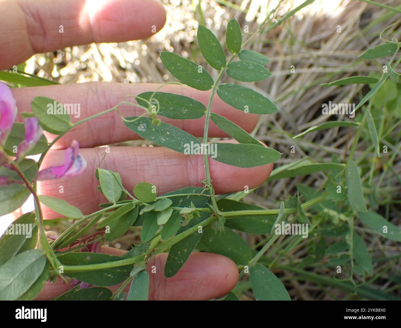 American vetch (Vicia americana Stock Photo - Alamy
