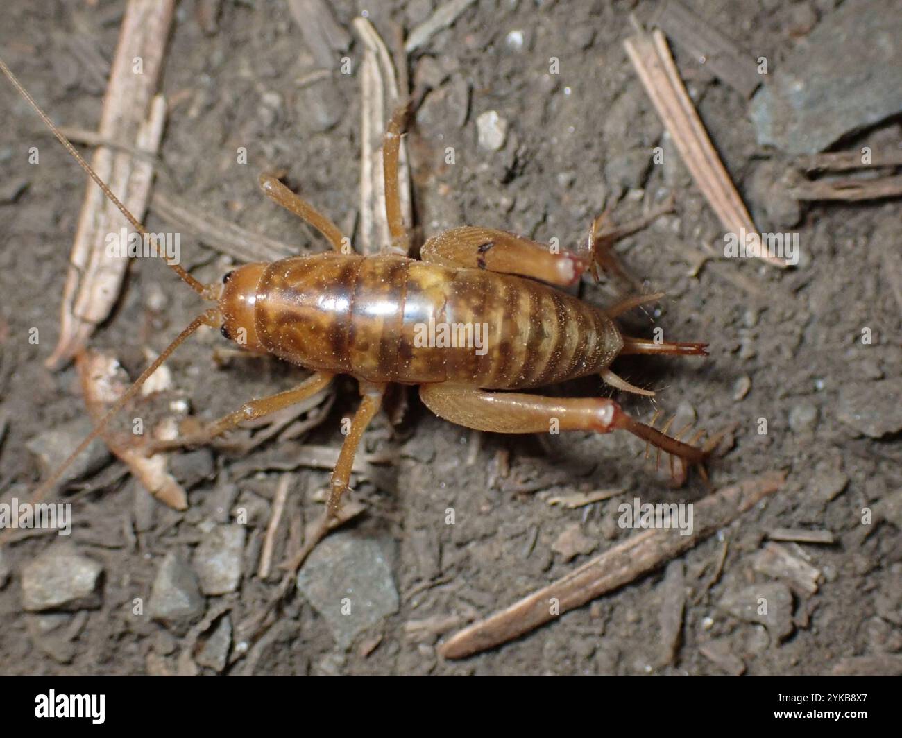 Camel Crickets (Ceuthophilus Stock Photo - Alamy