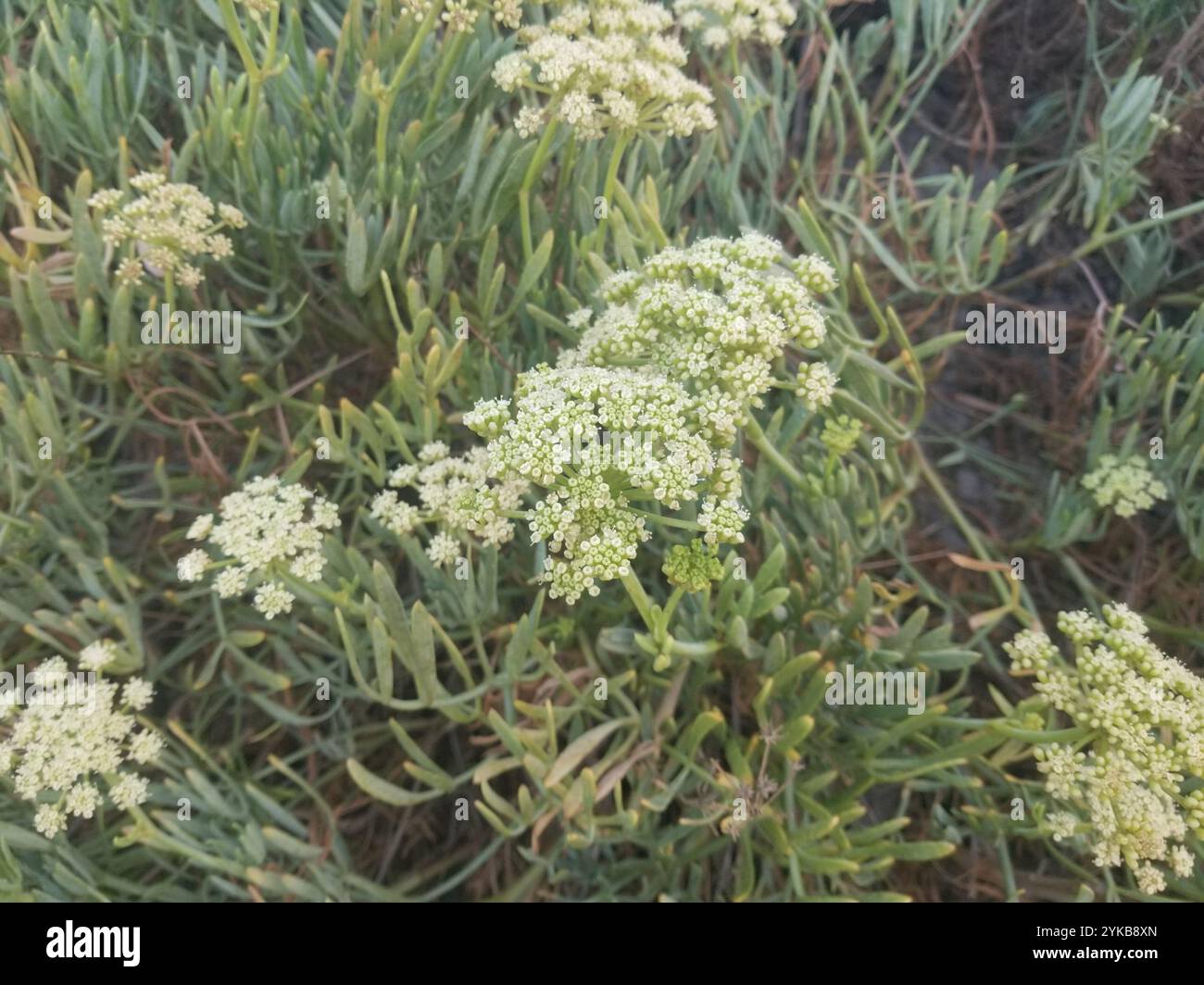 rock samphire (Crithmum maritimum Stock Photo - Alamy
