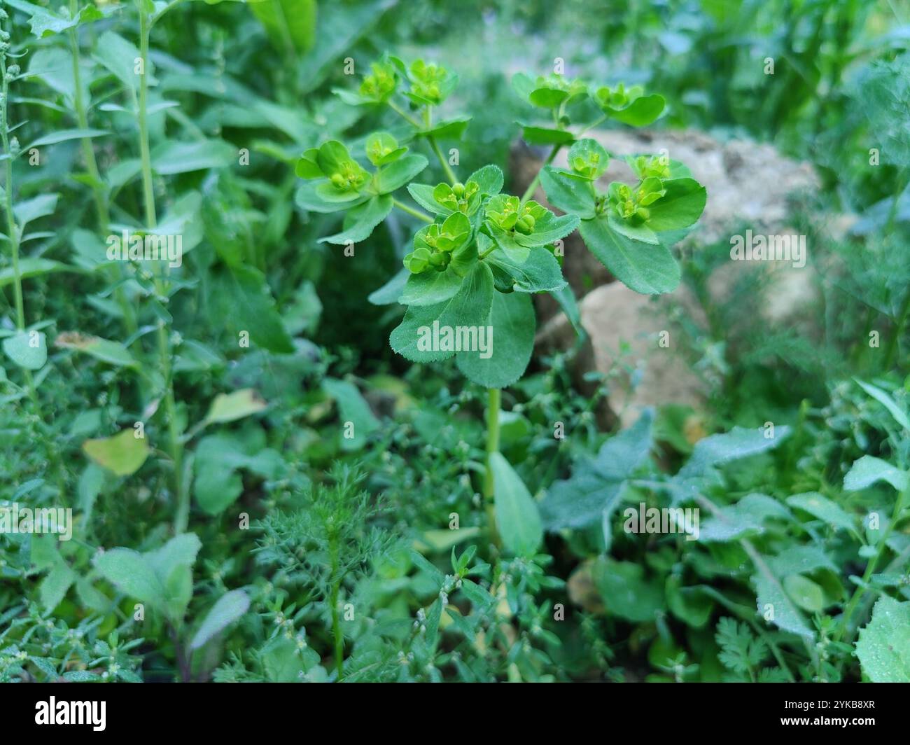 Sun spurge (Euphorbia helioscopia Stock Photo - Alamy