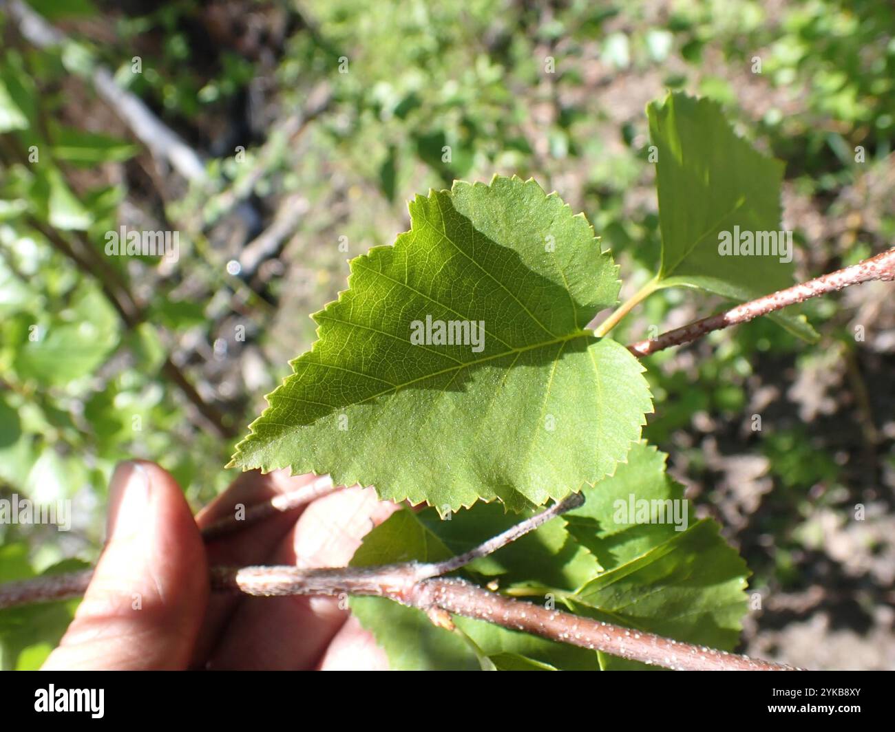 water birch (Betula occidentalis Stock Photo - Alamy