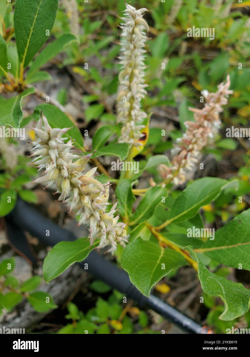 arctic willow (Salix arctica Stock Photo - Alamy