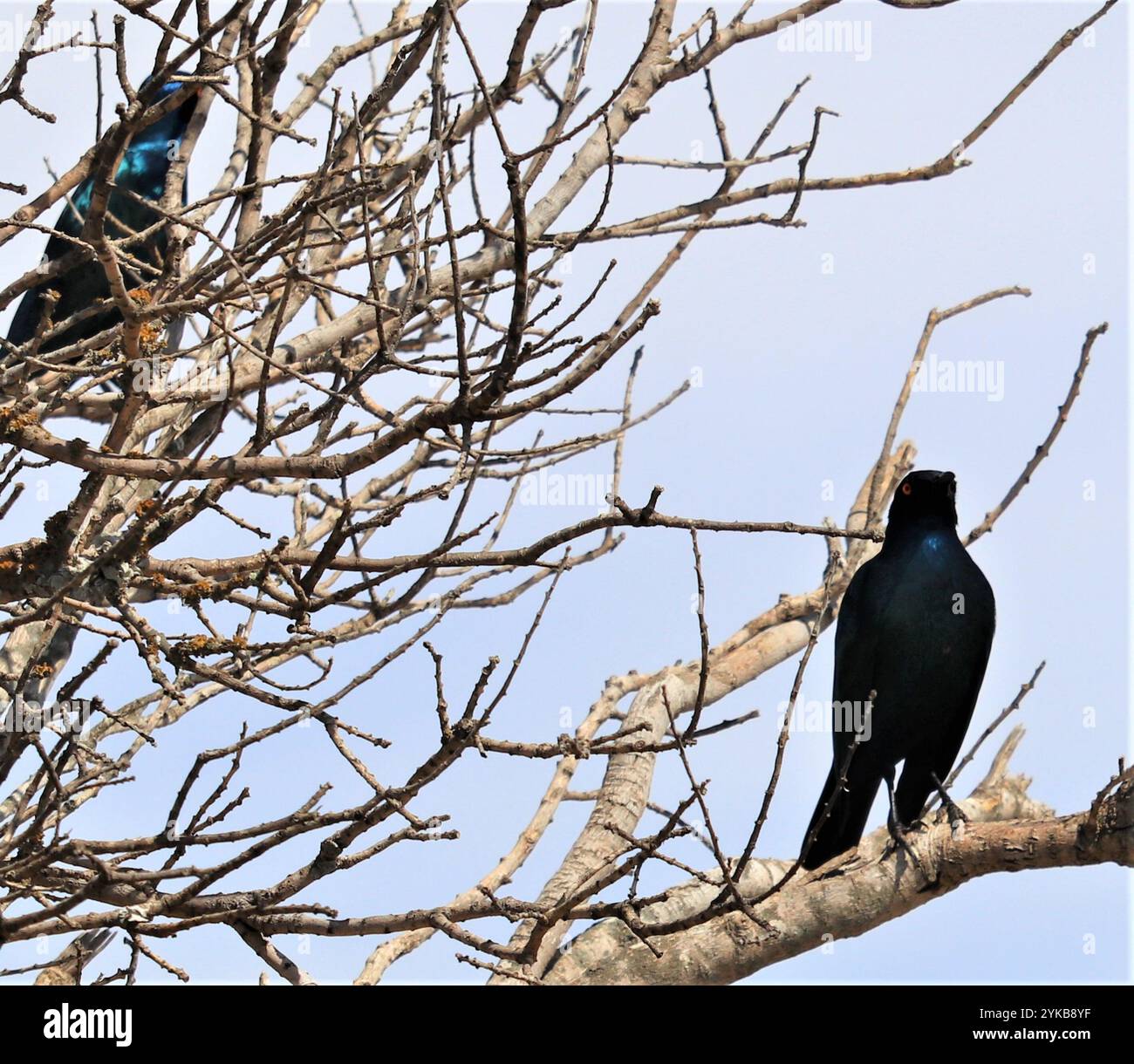 Cape Starling (Lamprotornis nitens Stock Photo - Alamy