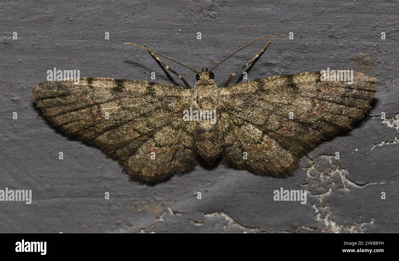 Texas Gray (Glenoides texanaria Stock Photo - Alamy