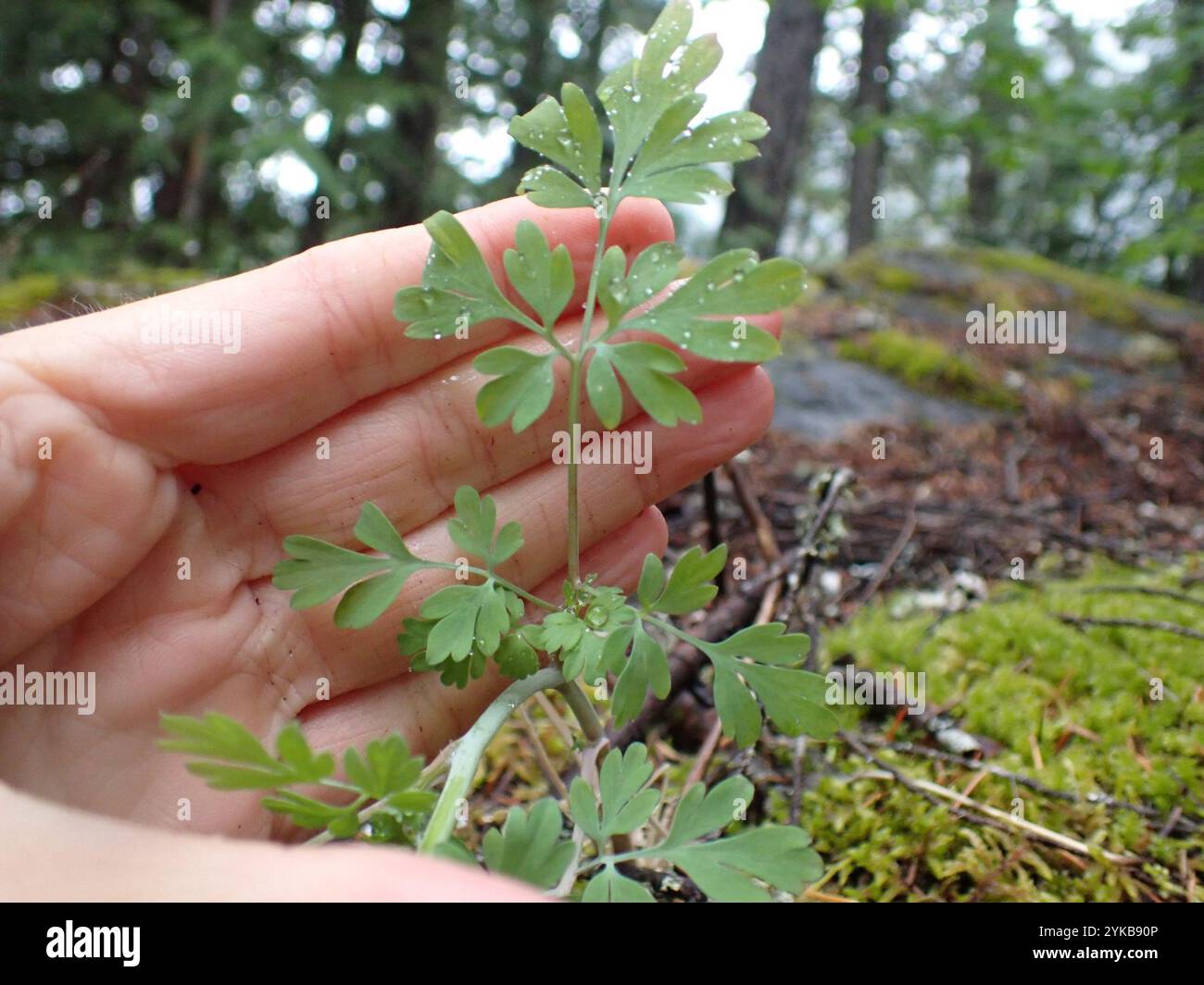 rock harlequin (Capnoides sempervirens Stock Photo - Alamy