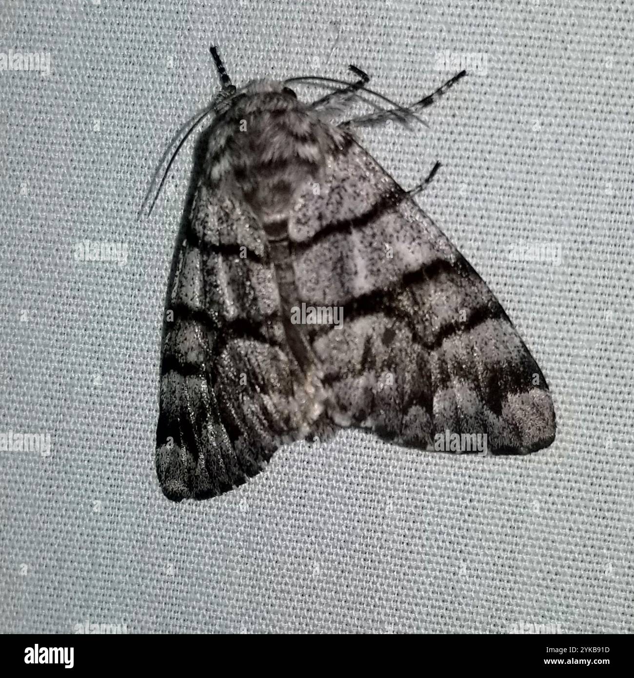 Eastern Panthea Moth (Panthea furcilla Stock Photo - Alamy