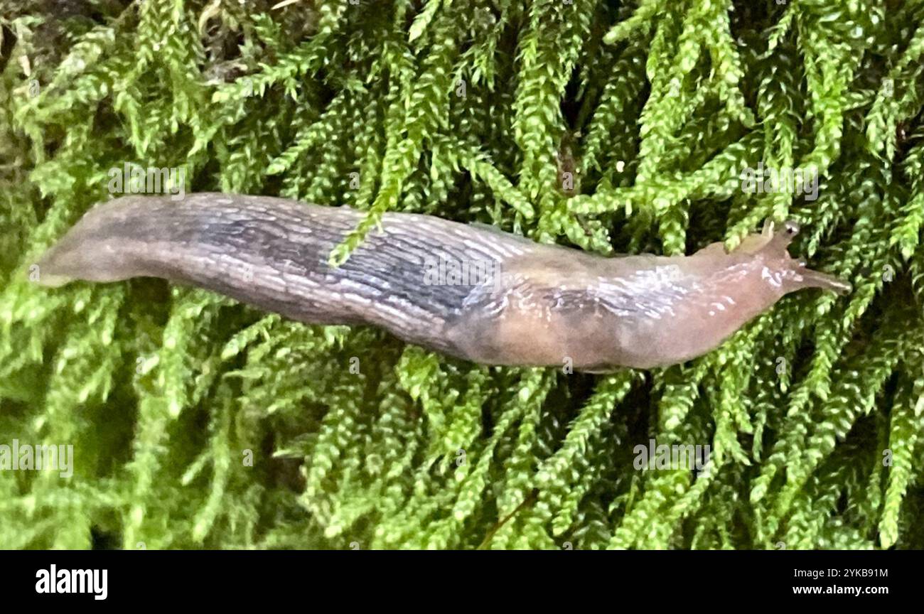 Tree slug (Lehmannia marginata Stock Photo - Alamy