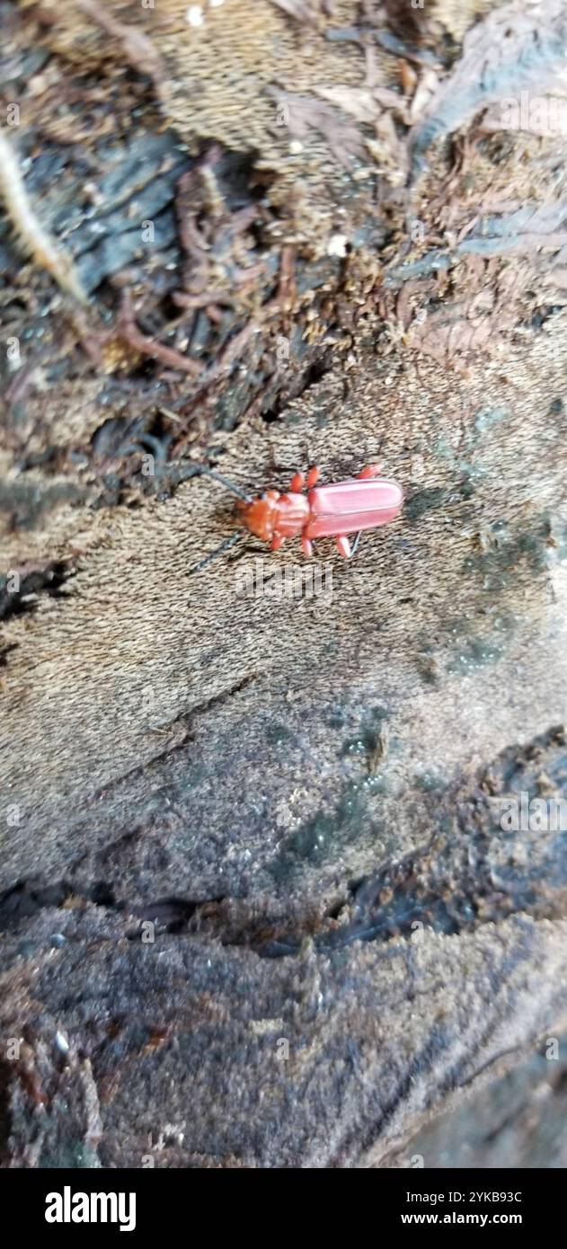 Red Flat Bark Beetle (Cucujus clavipes Stock Photo - Alamy