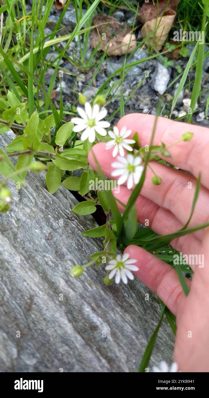 Water Chickweed (Stellaria aquatica Stock Photo - Alamy