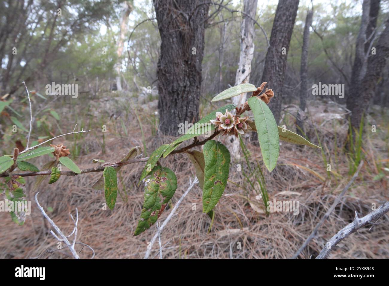 shrubby velvet-bush (Lasiopetalum macrophyllum Stock Photo - Alamy