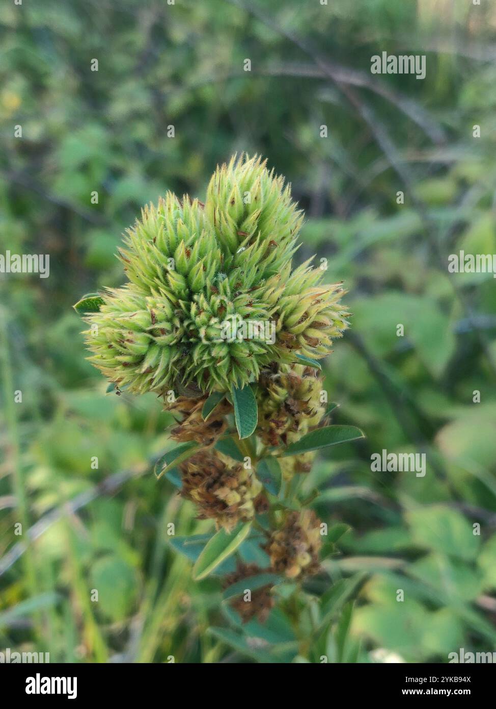 round-headed bush clover (Lespedeza capitata Stock Photo - Alamy