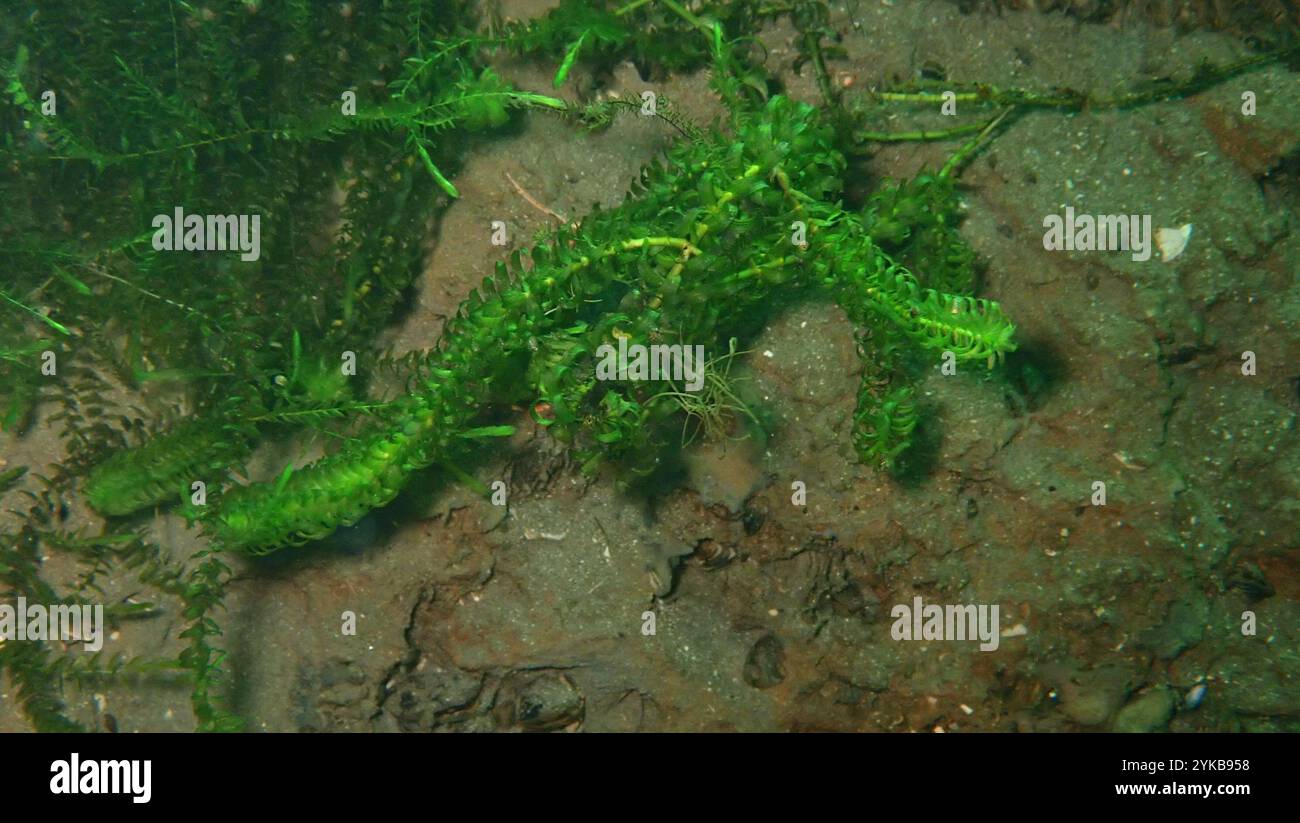 Canadian Waterweed (Elodea canadensis Stock Photo - Alamy
