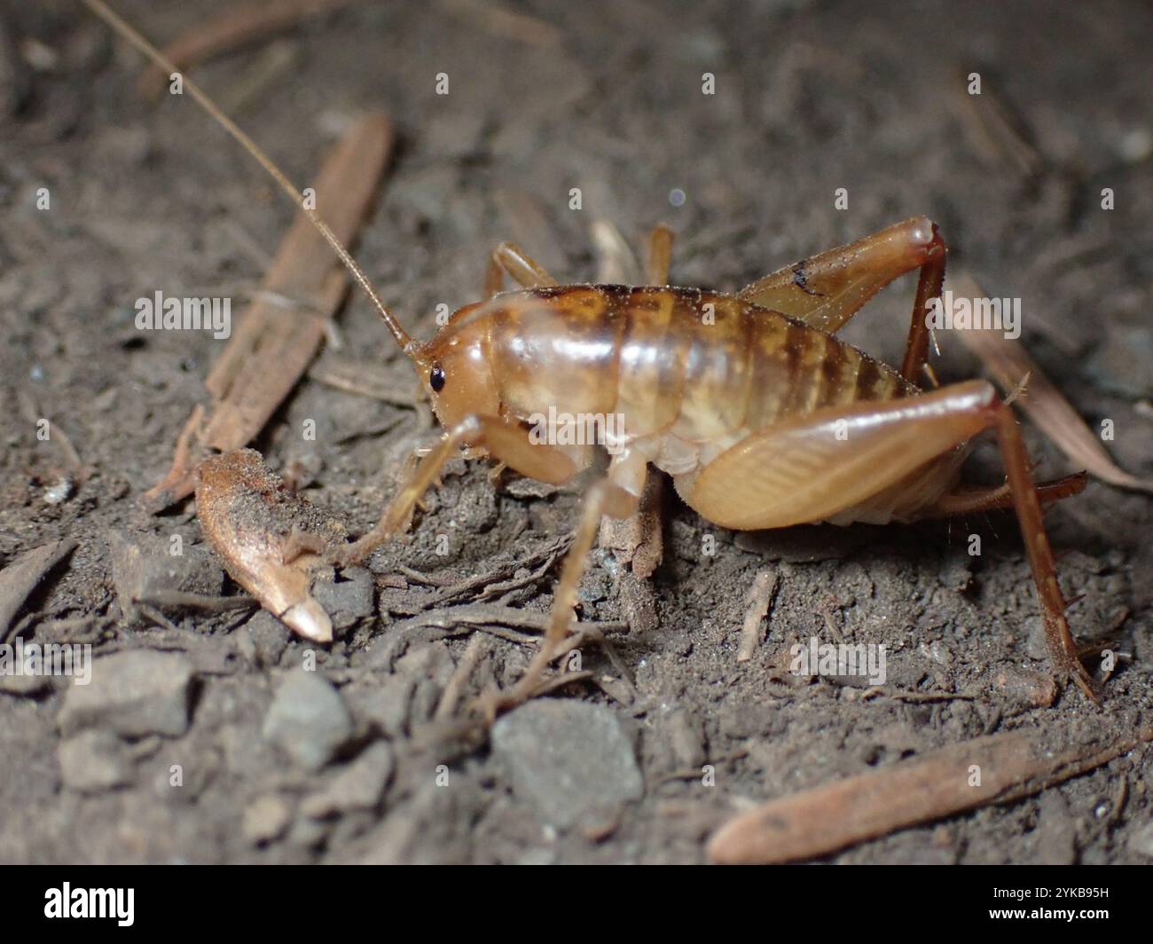 Camel Crickets (Ceuthophilus Stock Photo - Alamy