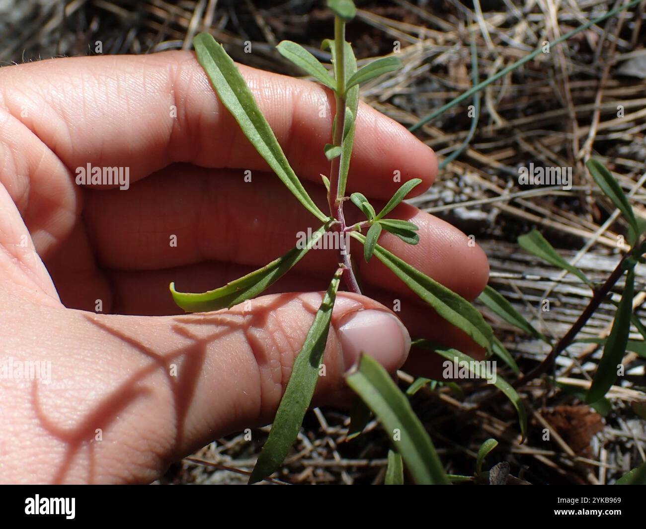 Bush Penstemon (Penstemon fruticosus Stock Photo - Alamy