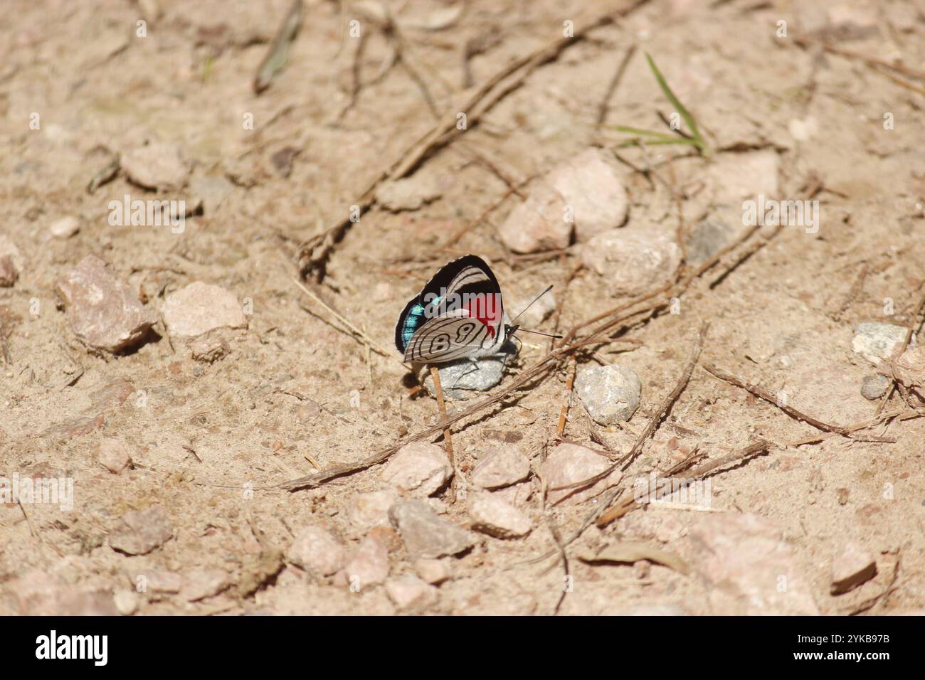 Widespread Eighty-eight (Diaethria clymena Stock Photo - Alamy