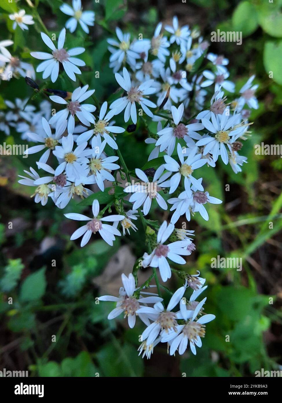 Common Blue Wood Aster (Symphyotrichum cordifolium Stock Photo - Alamy