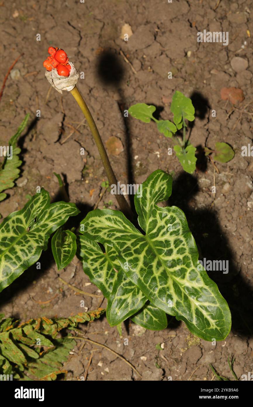 Italian arum (Arum italicum Stock Photo - Alamy