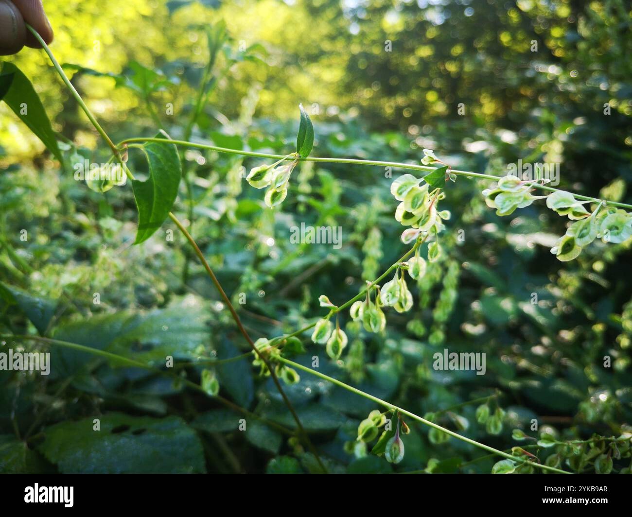 Copse-bindweed (Fallopia dumetorum Stock Photo - Alamy