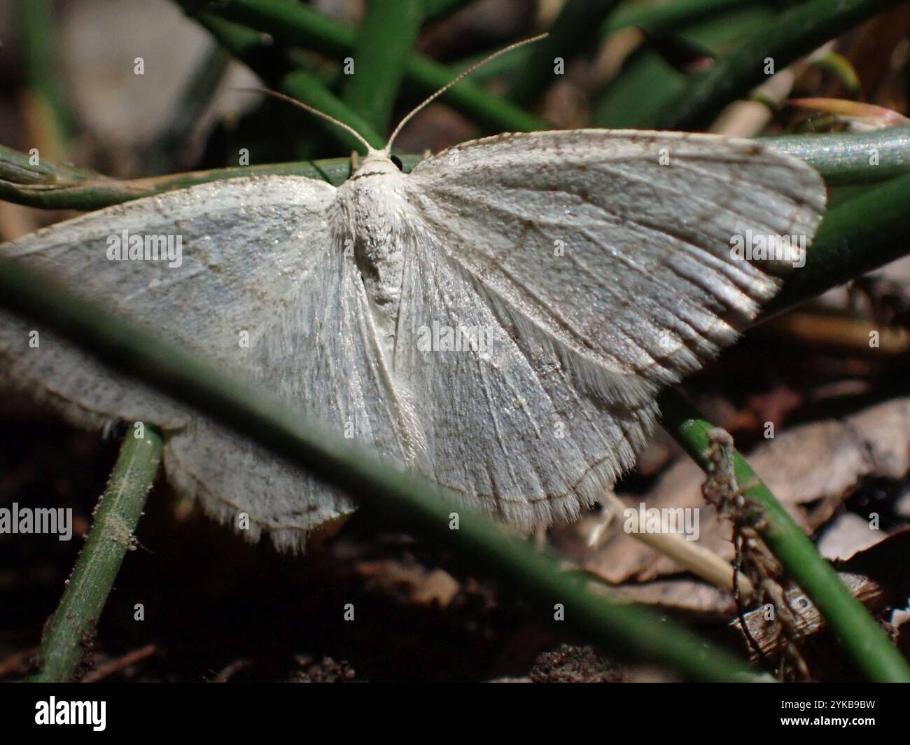 Geometer Moths (Geometridae Stock Photo - Alamy