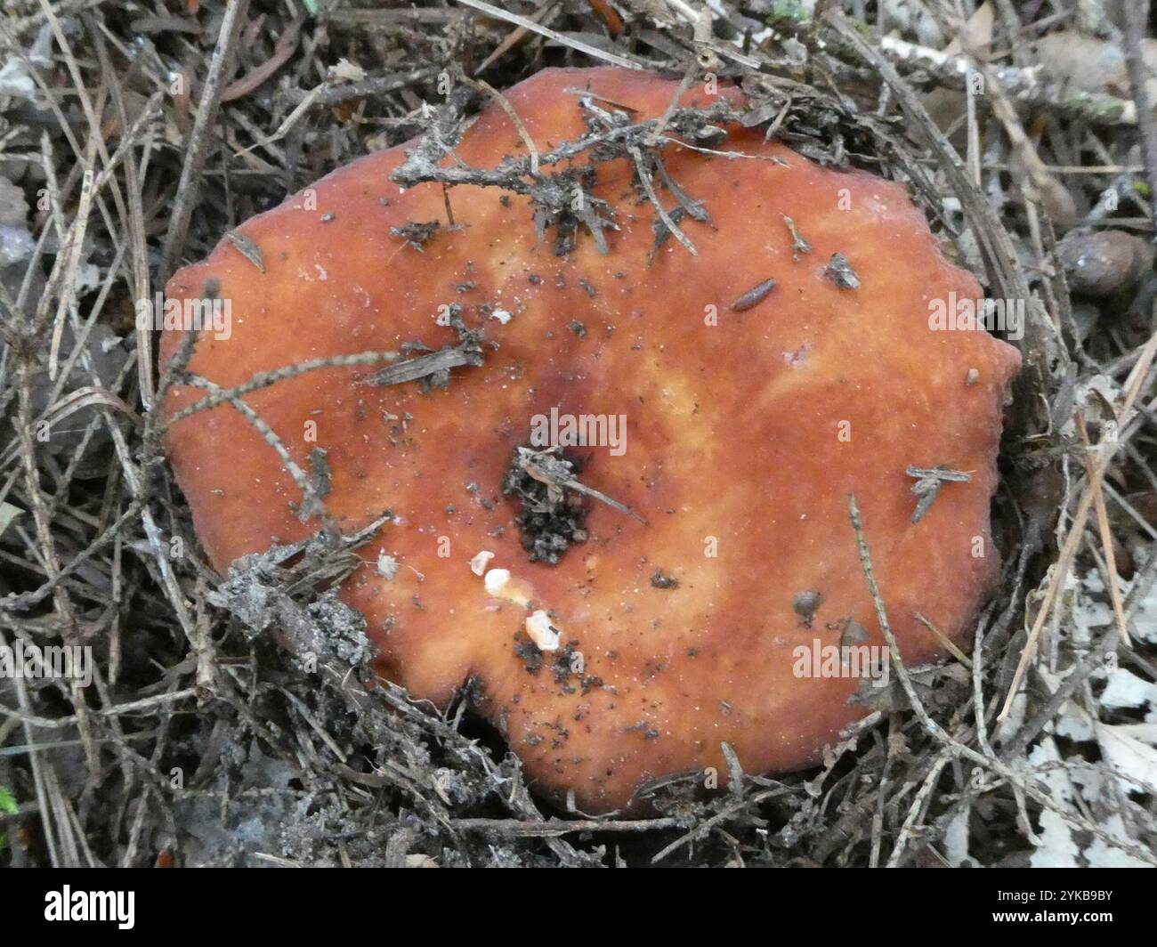 hygrophorus milkcap (Lactifluus hygrophoroides Stock Photo - Alamy