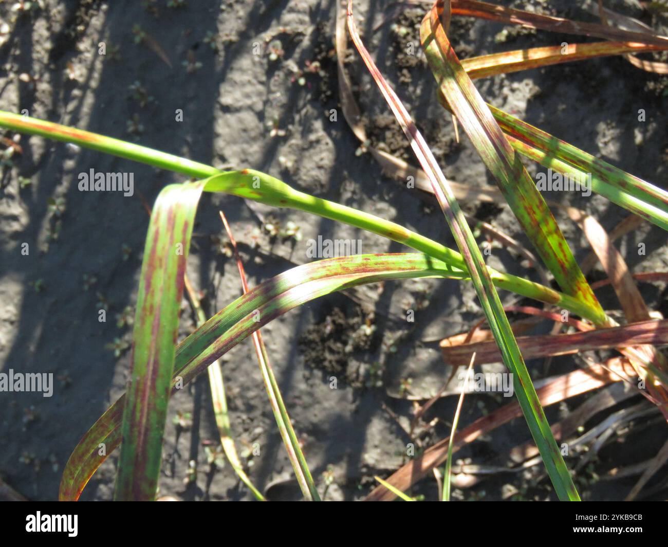 Panicled Bulrush (Scirpus microcarpus Stock Photo - Alamy