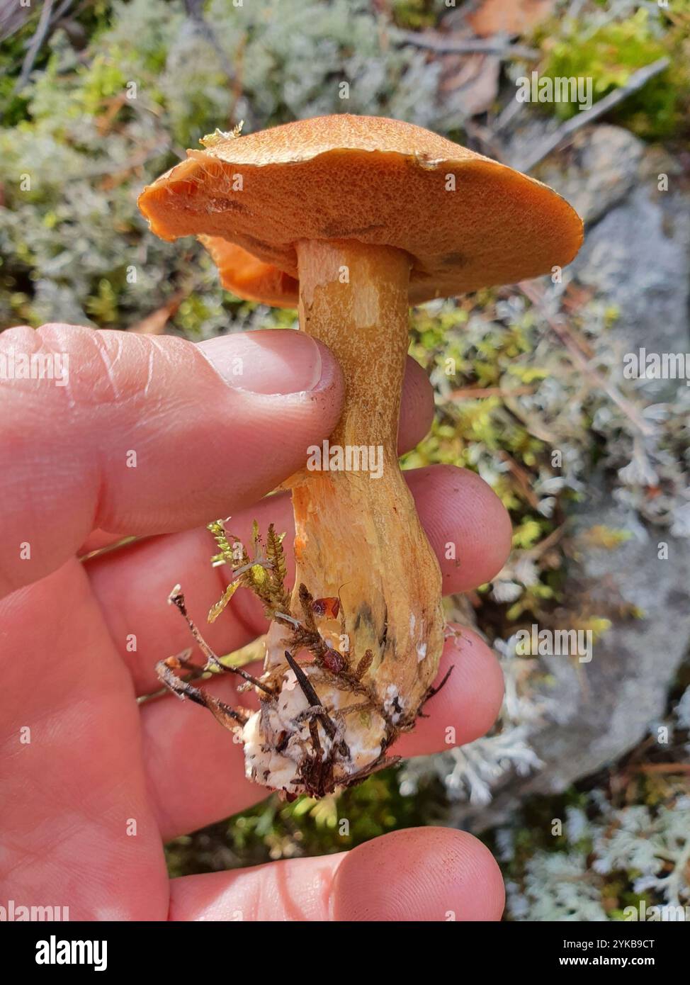 Velvet Bolete (Suillus variegatus Stock Photo - Alamy