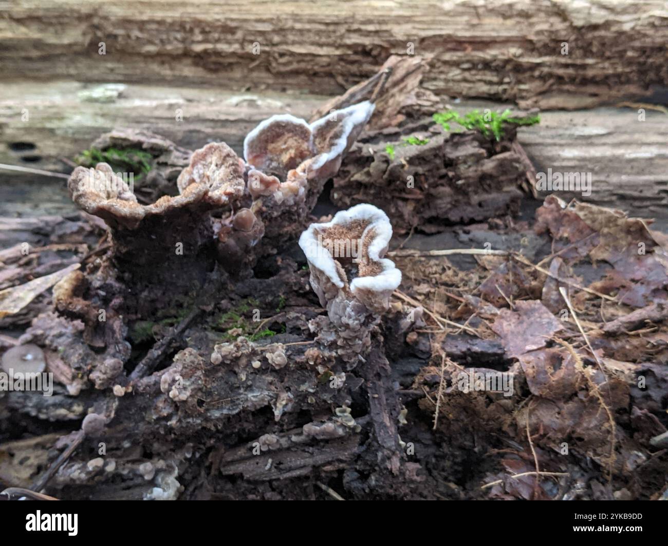 Stereopsis hi-res stock photography and images - Alamy