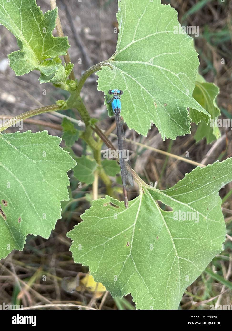 Blue-fronted Dancer (Argia apicalis Stock Photo - Alamy
