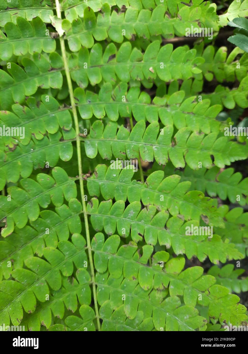 interrupted fern (Osmunda claytoniana Stock Photo - Alamy