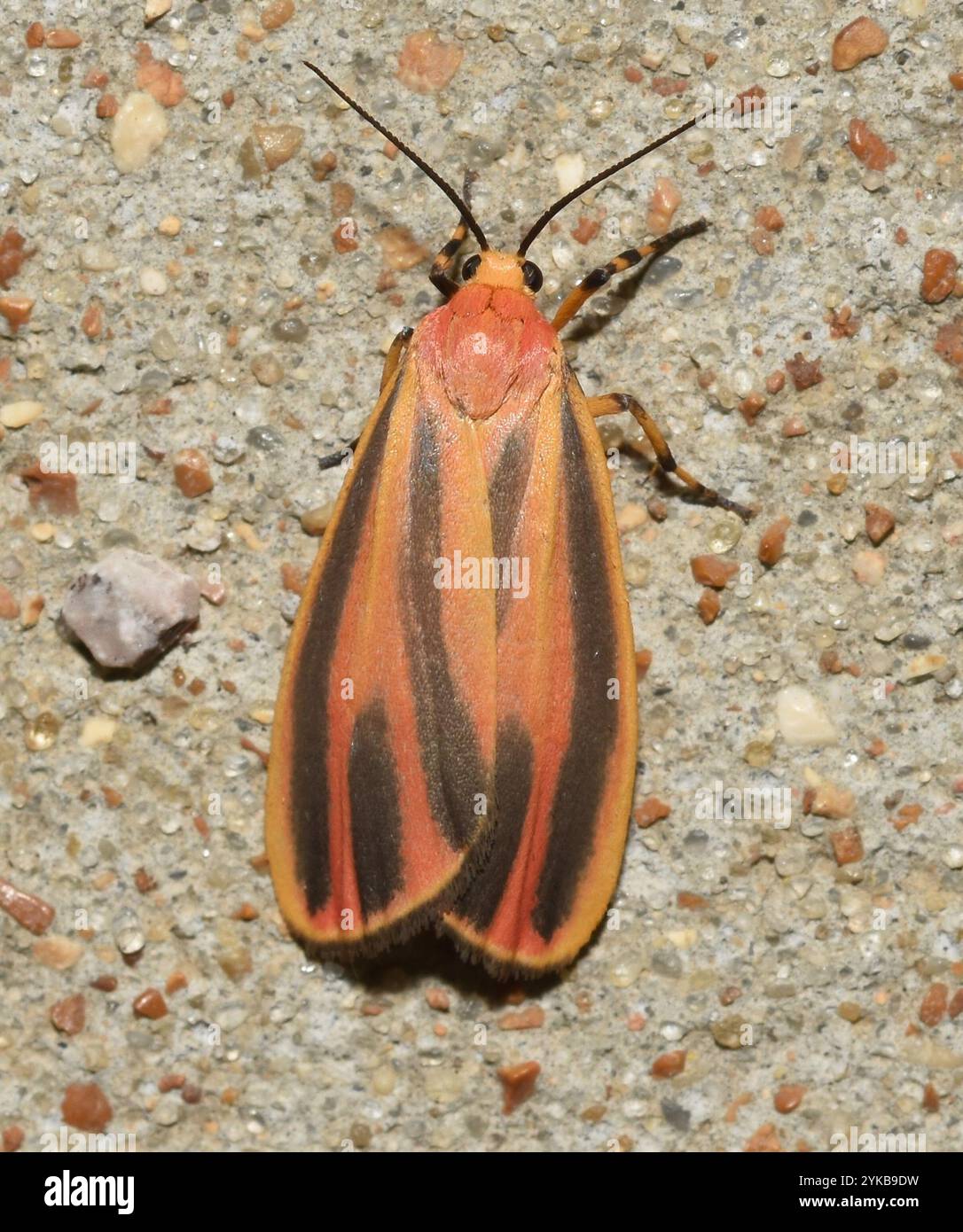 Painted Lichen Moth (Hypoprepia fucosa Stock Photo - Alamy