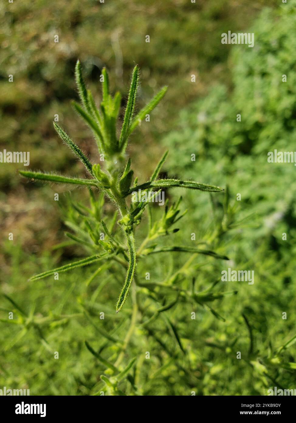 Stinkwort (Dittrichia graveolens Stock Photo - Alamy