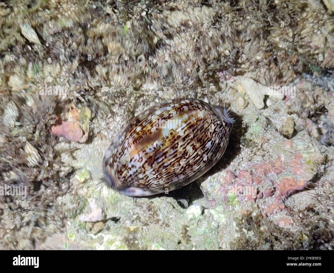 Mauritia arabica hi-res stock photography and images - Alamy