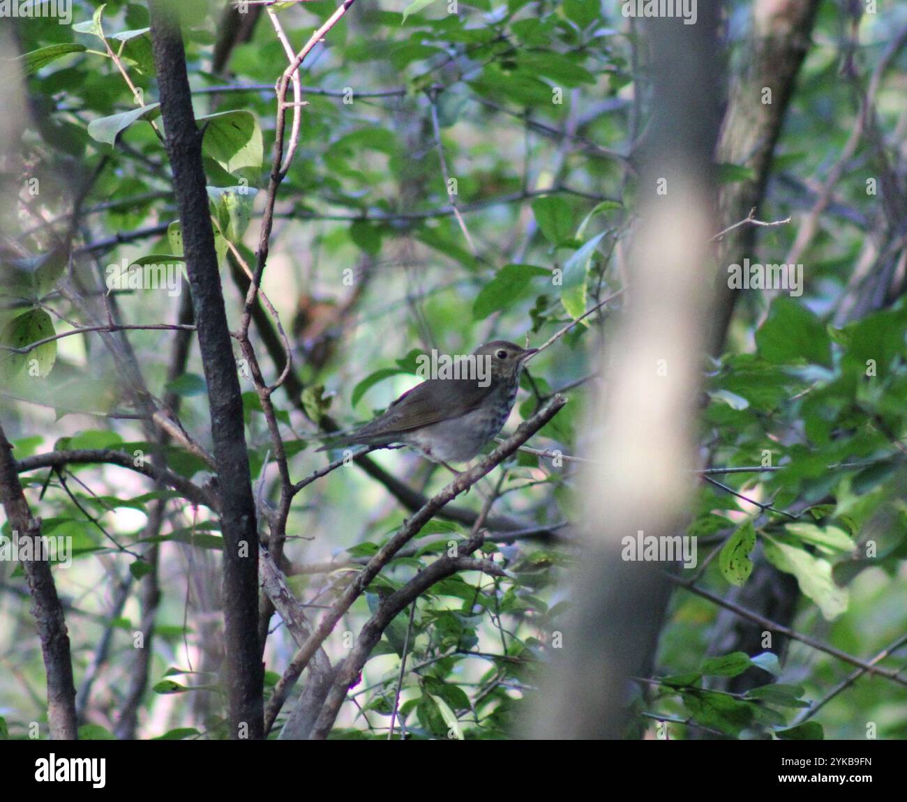 Gray cheeked thrush catharus minimus hi-res stock photography and ...