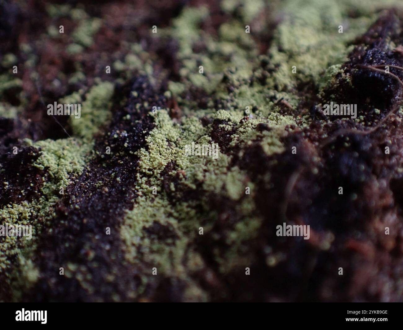 common lichens (Lecanoromycetes Stock Photo - Alamy