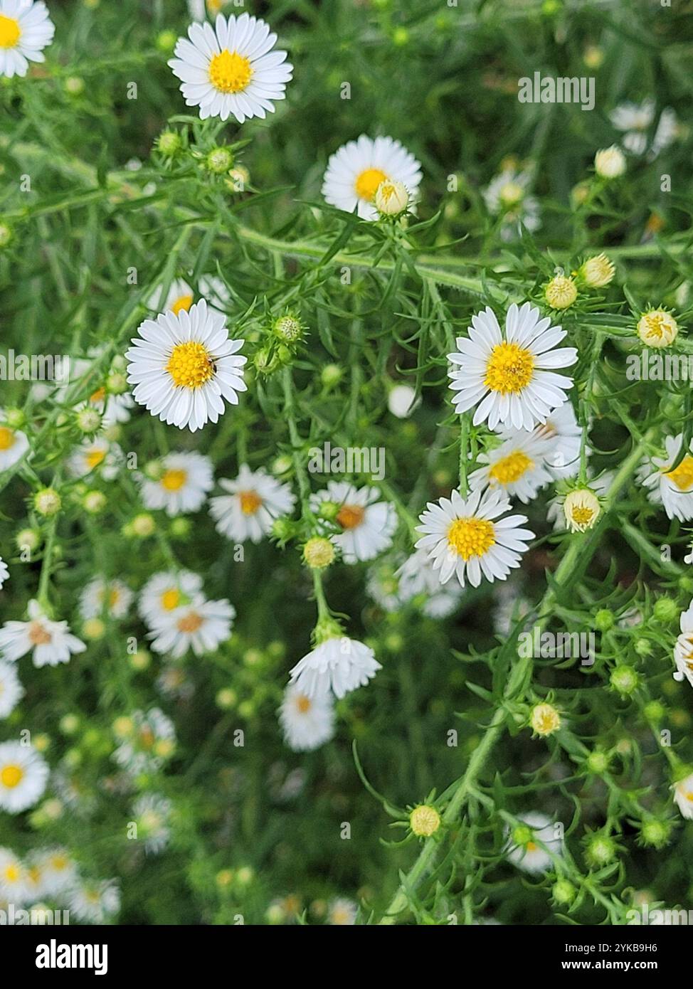 hairy white oldfield aster (Symphyotrichum pilosum Stock Photo - Alamy
