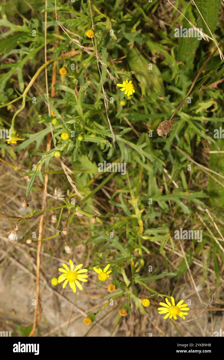 Oxford ragwort senecio squalidus hi-res stock photography and images ...