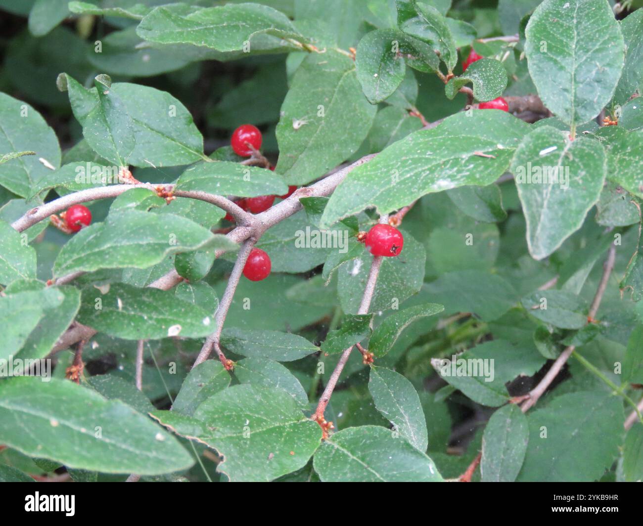 Canadian buffalo-berry (Shepherdia canadensis Stock Photo - Alamy