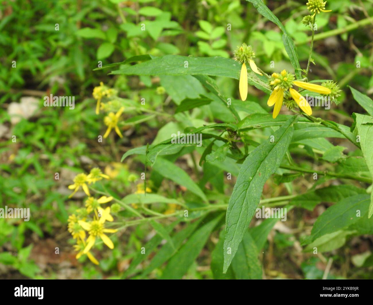 Wingstem (Verbesina alternifolia Stock Photo - Alamy