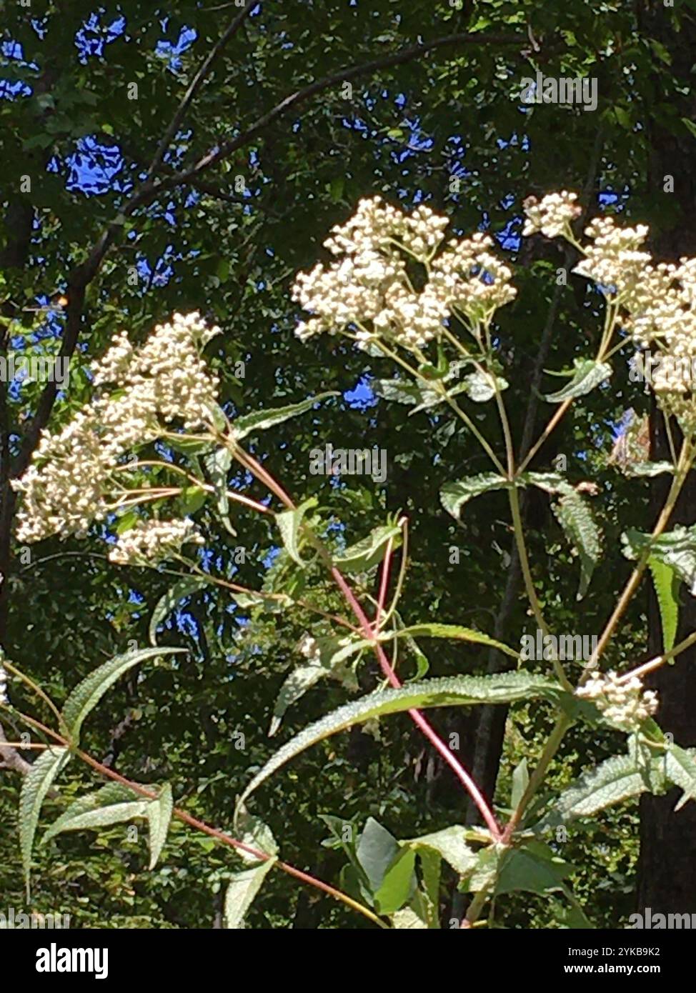 common boneset (Eupatorium perfoliatum Stock Photo - Alamy