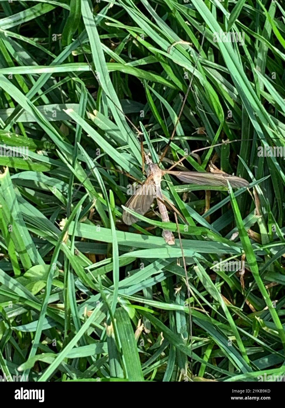 European Crane Fly (Tipula paludosa Stock Photo - Alamy
