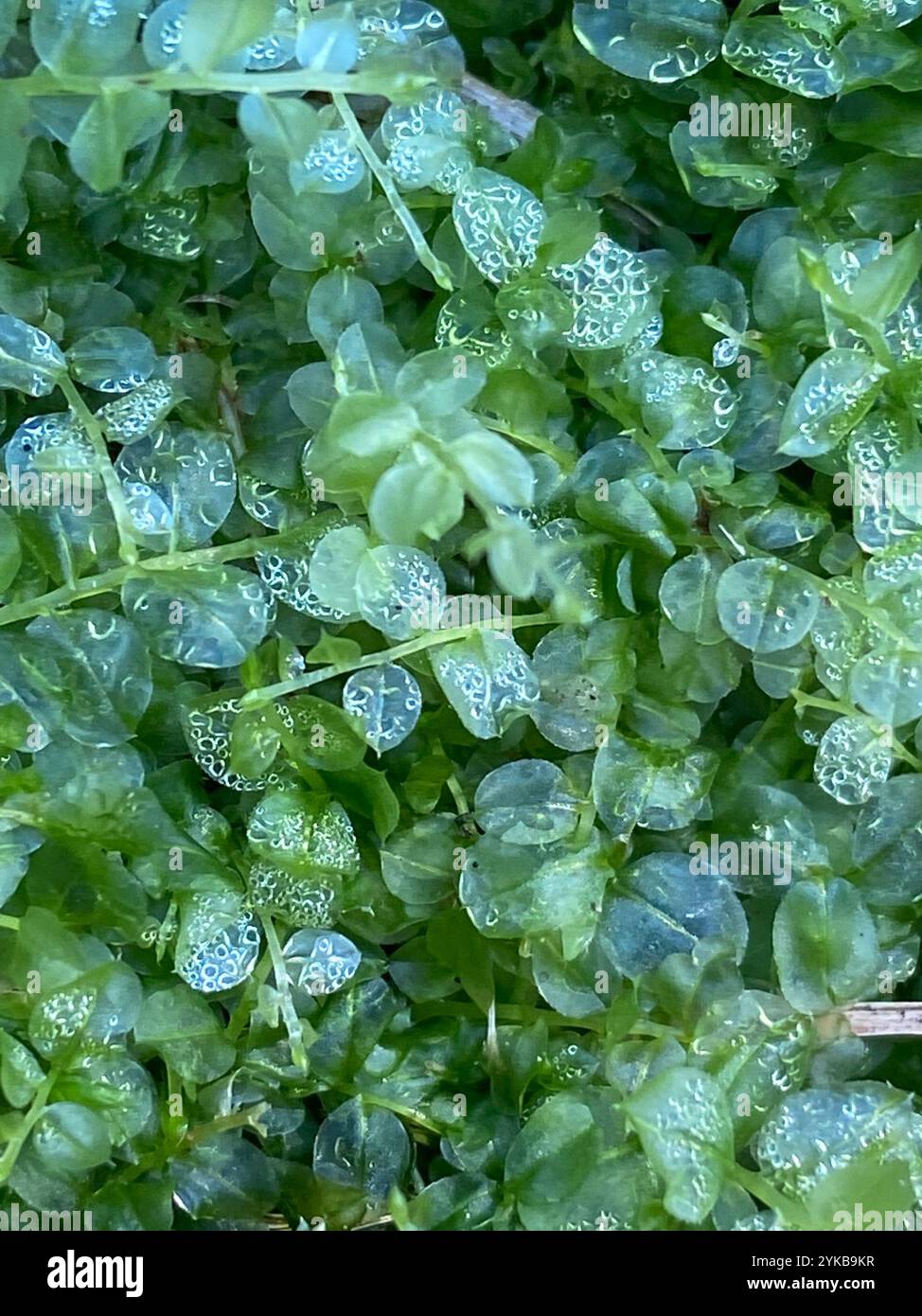 Thyme and Allied Mosses (Plagiomnium Stock Photo - Alamy